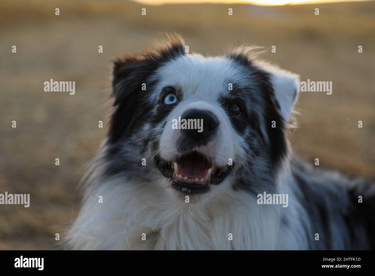 Sad look from a border collie taken in autumn Stock Photo - Alamy