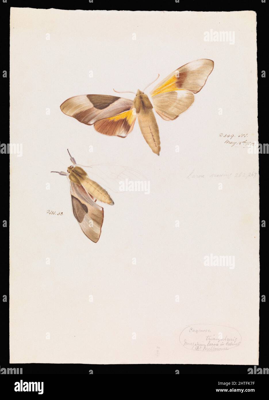 Arthur Bartholomew - Double Headed Hawk Moth, Coequosa triangularis ...