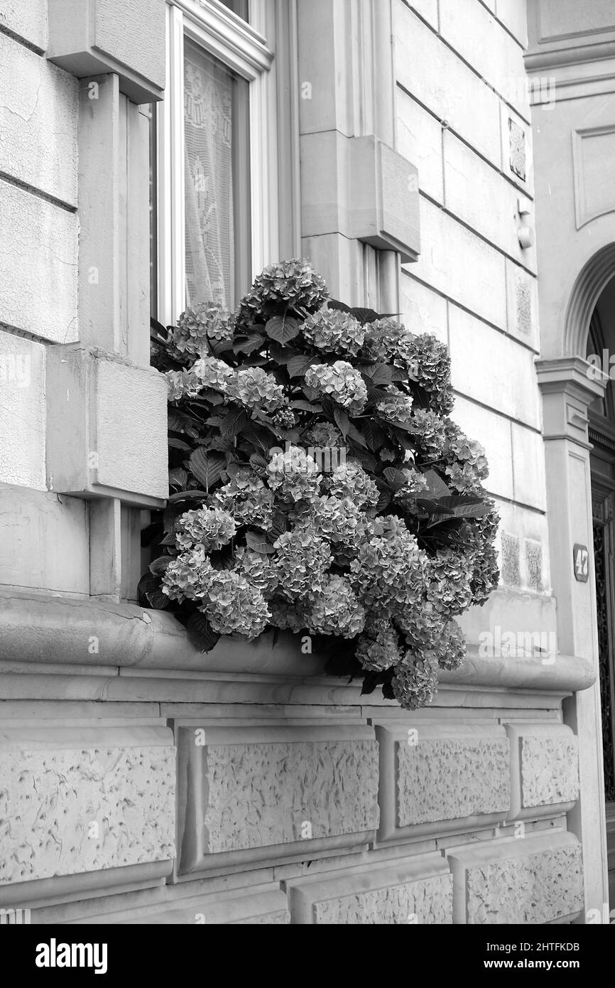 Grayscale shot of the flower bush on near the window of a building ...