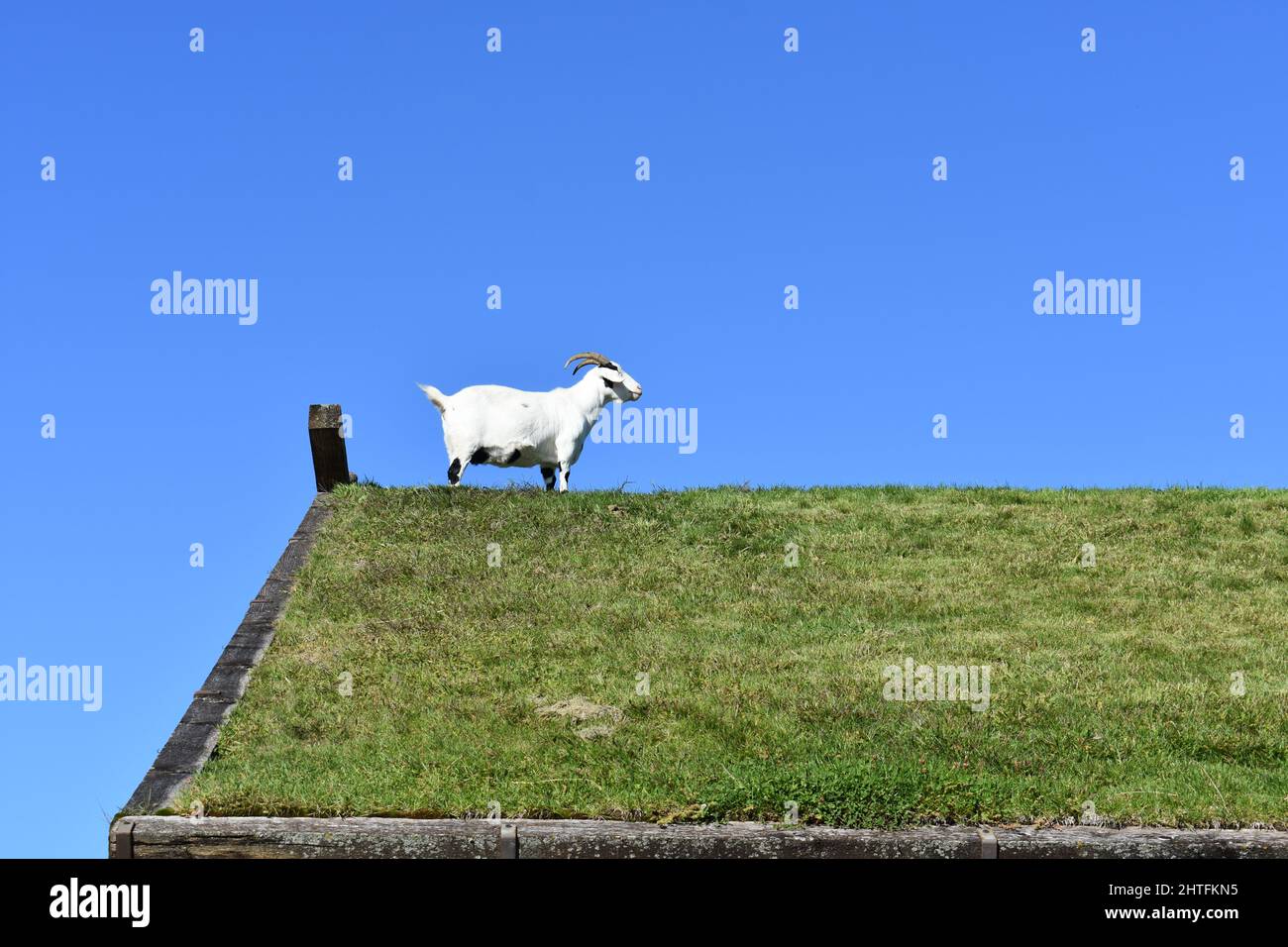 Goat on a grass roof at blue sky background in Door County, Wisconsin ...