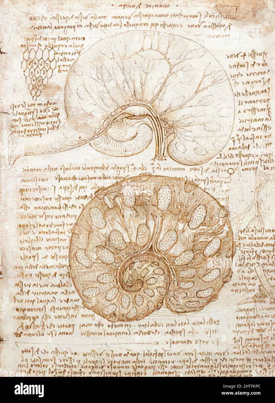 Leonardo Da Vinci - Drawing Uterus Pregnant Cow 1508 Stock Photo - Alamy