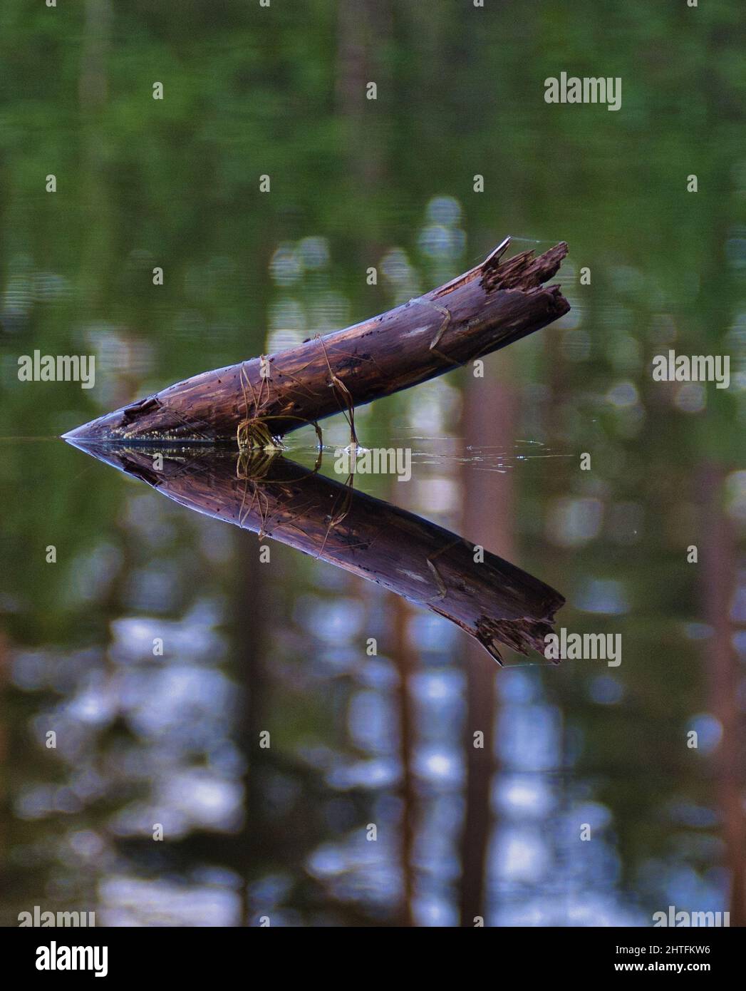 Branch sticking out hi-res stock photography and images - Alamy