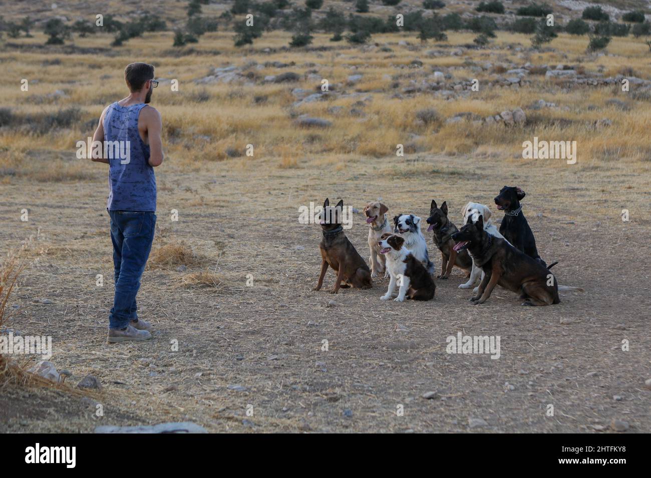 Trains dogs and a group of different dogs Stock Photo - Alamy