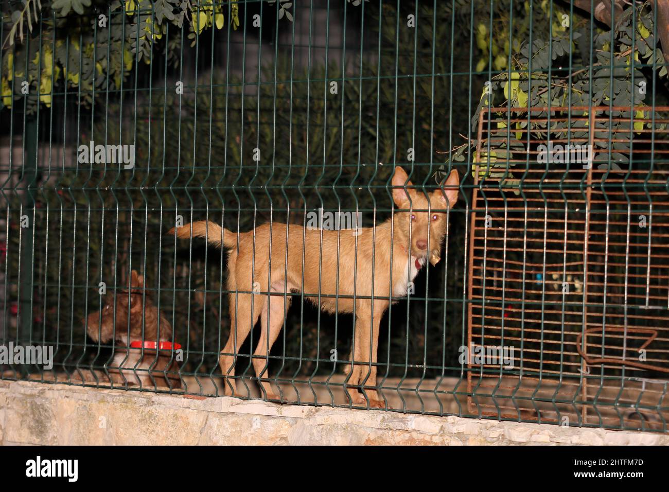 Portuguese hunting dogs in the cage Stock Photo - Alamy