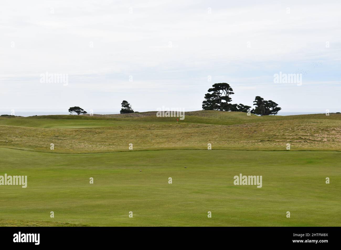 Landscape of a golf course with sea pines in background in Bandon Dunes ...