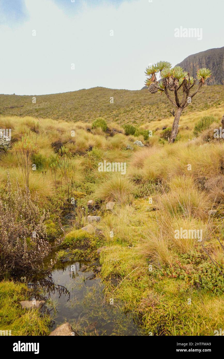 A fresh water river in the high altitude moorland of Mount Kenya, Kenya ...