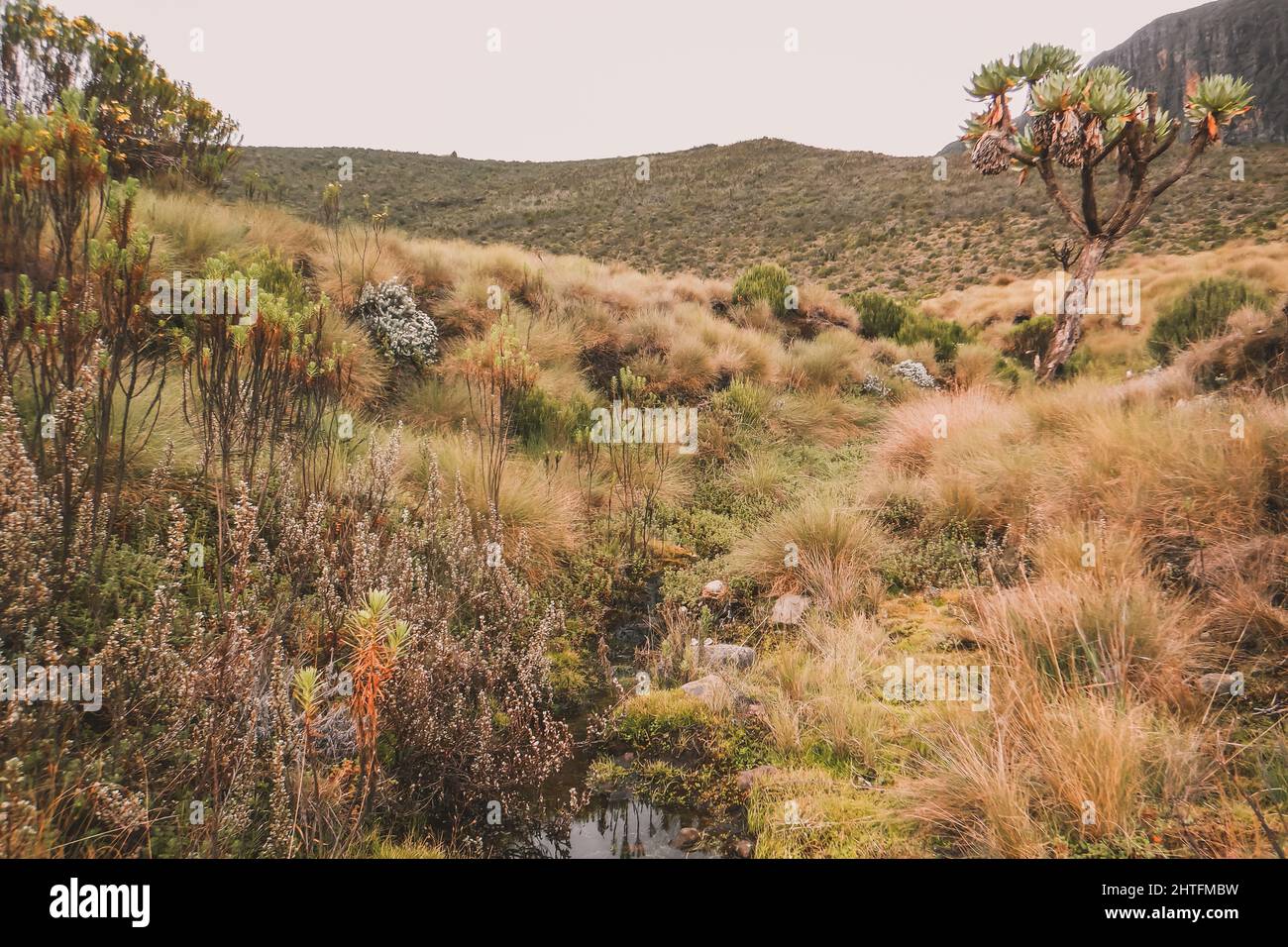 A fresh water river in the high altitude moorland of Mount Kenya, Kenya ...
