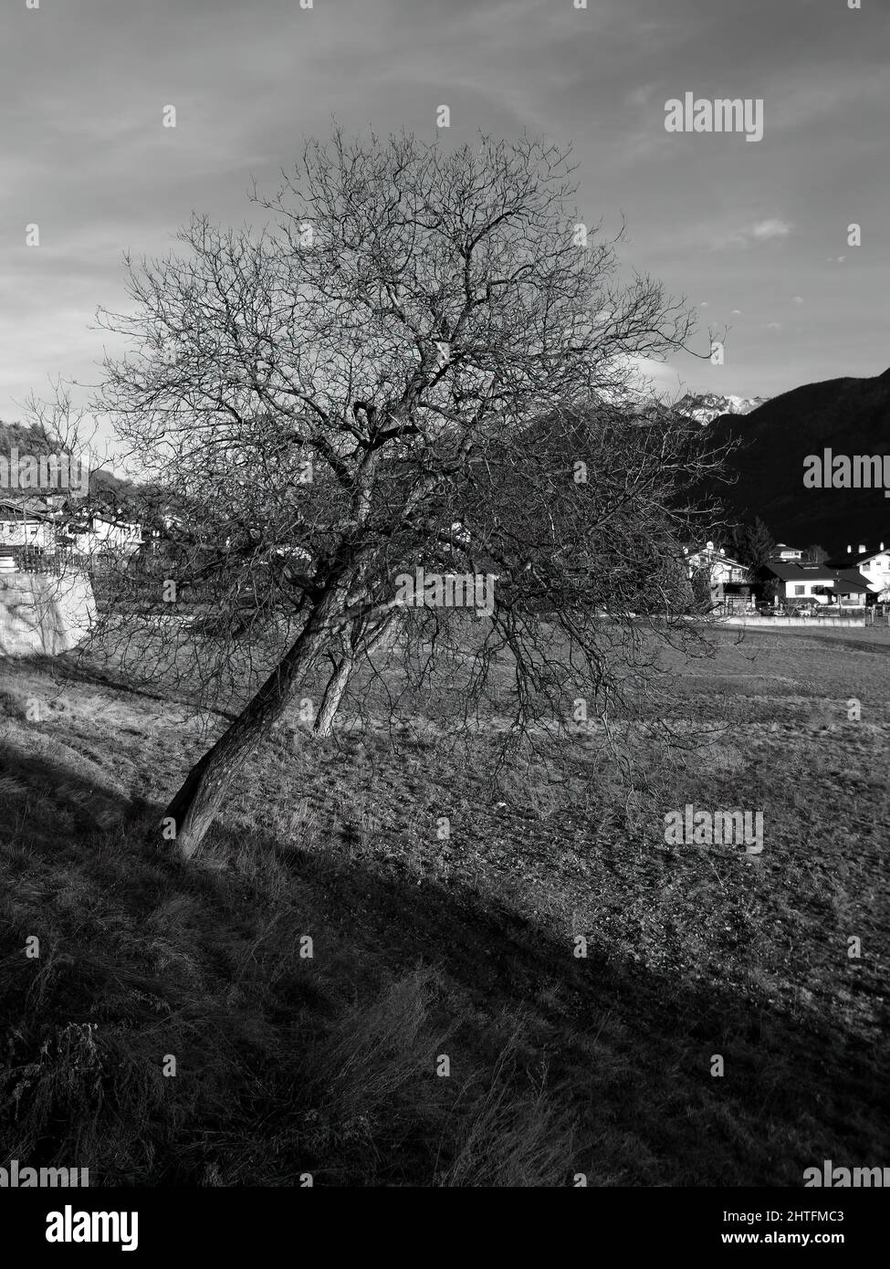 Oblique tree hi-res stock photography and images - Alamy
