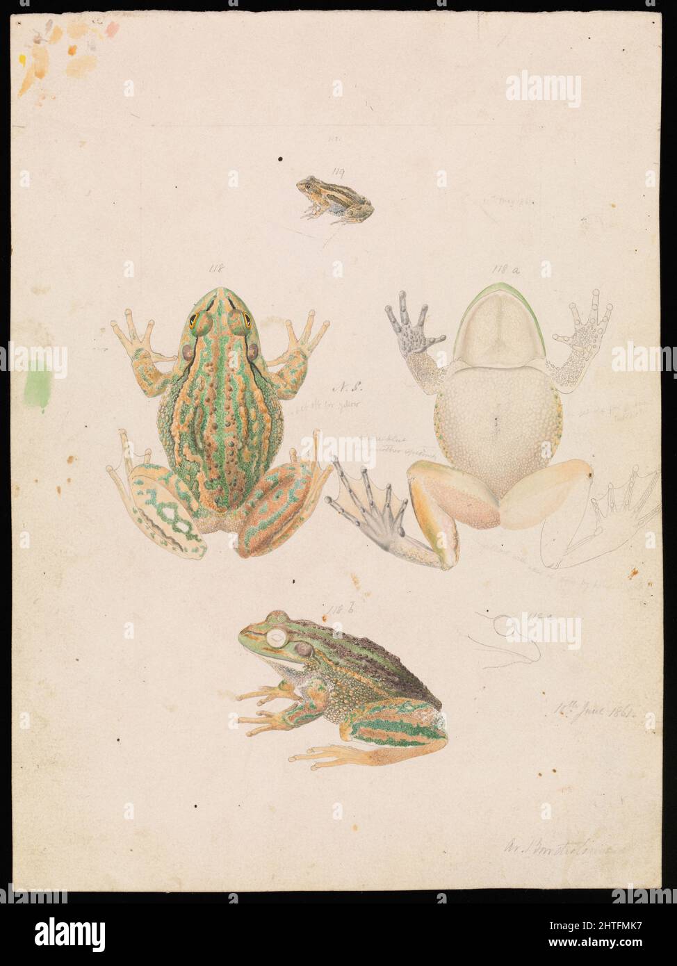 Arthur Bartholomew - Growling Grass Frog, Litoria raniformis Stock ...