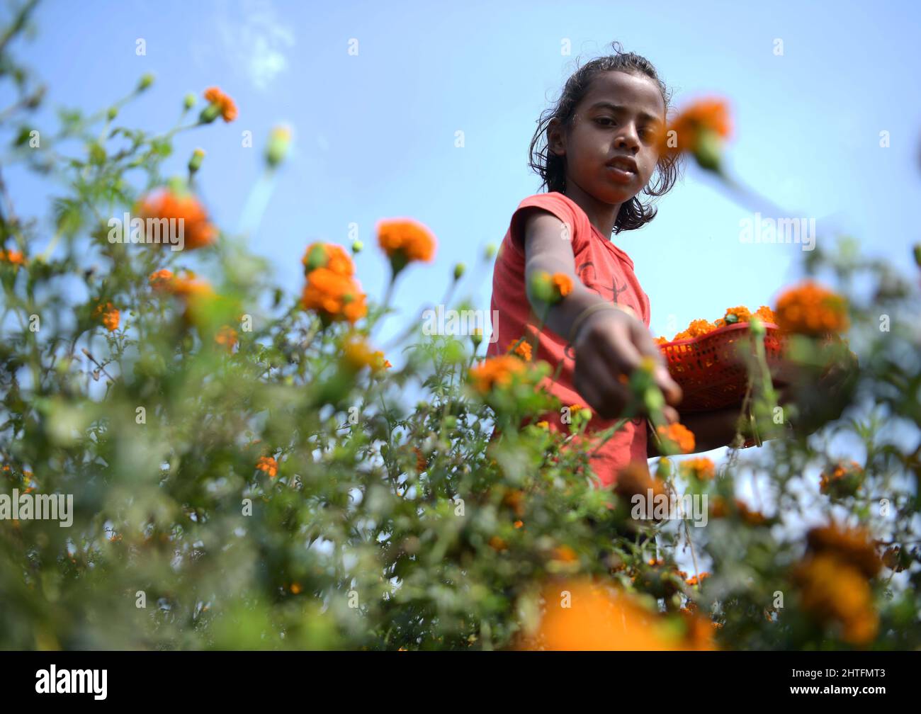 A girl plucking marigold flowers from a flower garden in Agartala ...