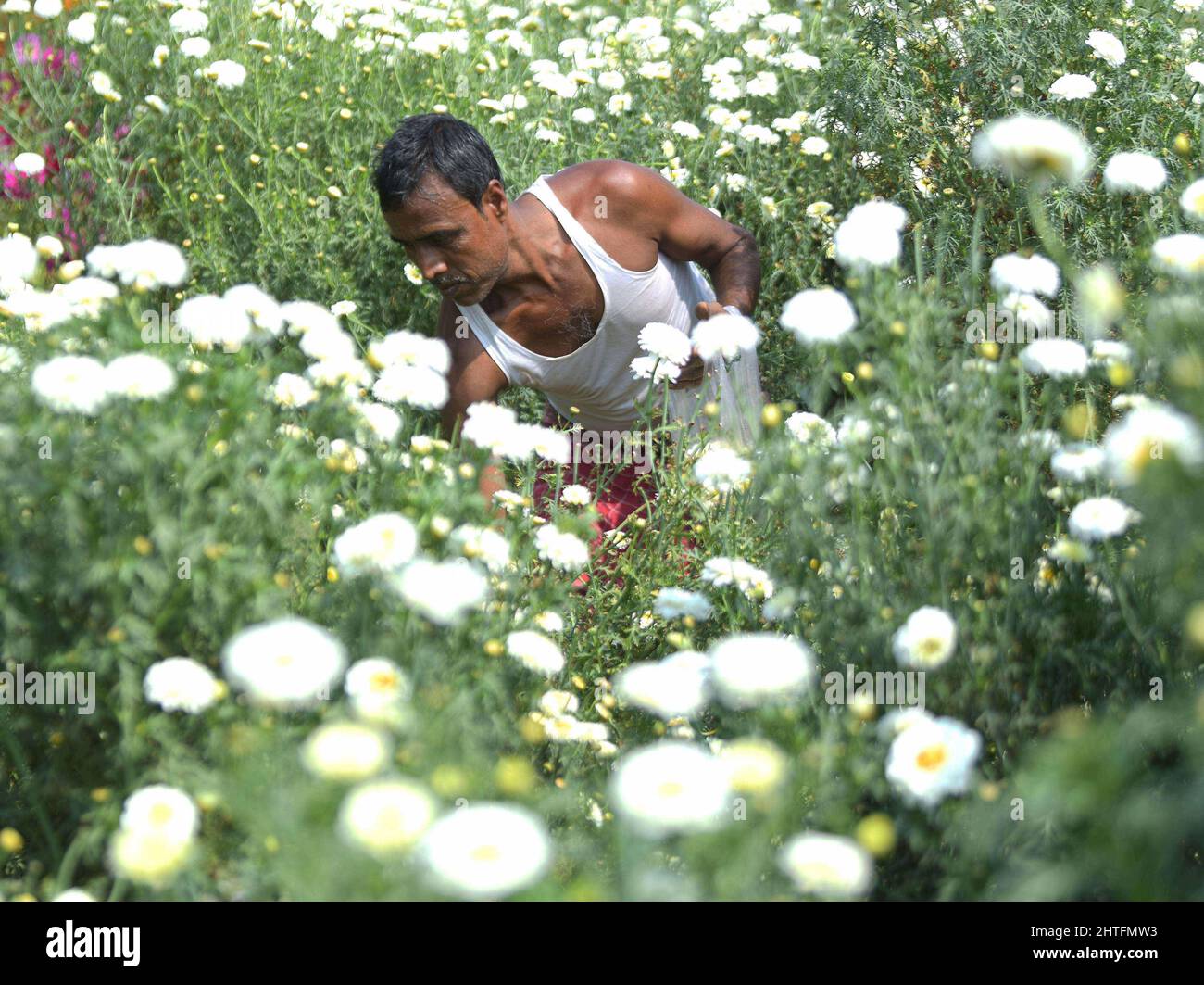 A farmer picking flowers from a flower garden in Agartala. Tripura ...