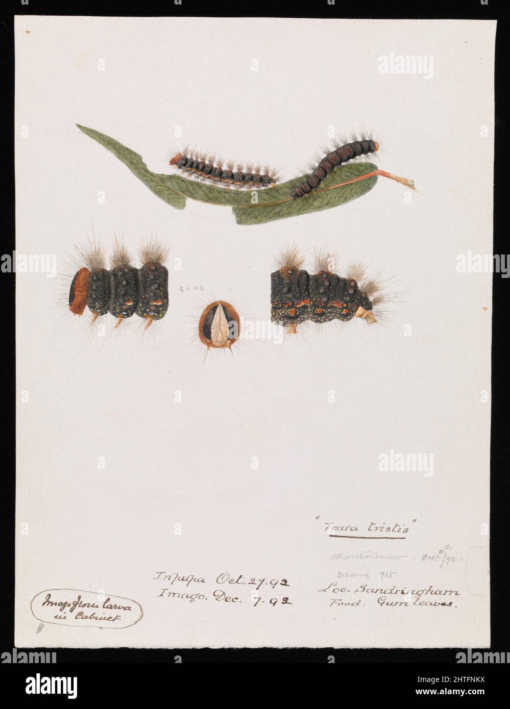 Arthur Bartholomew - Caterpillar, Epicoma contristis, Teara tristis ...