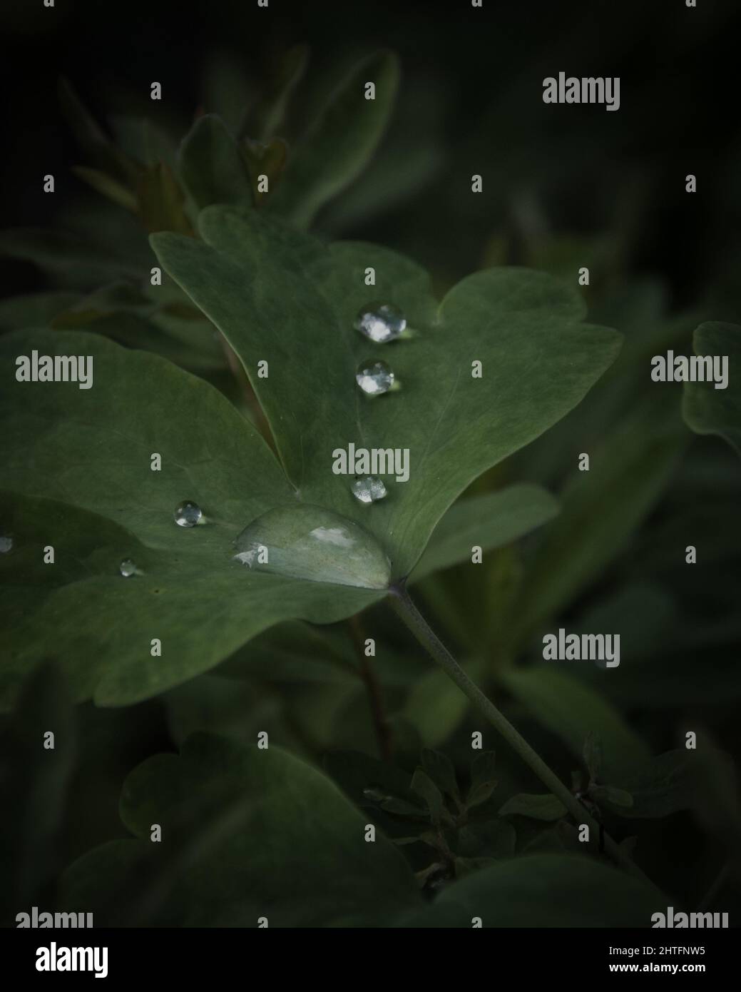 Closeup shot of a many dew drops on a leaves after rain Stock Photo - Alamy