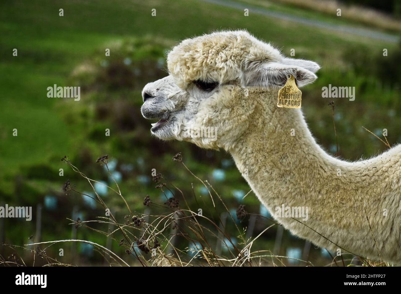 White faced alpaca half turn portrait at Flagstaff Alpacas farm Stock ...