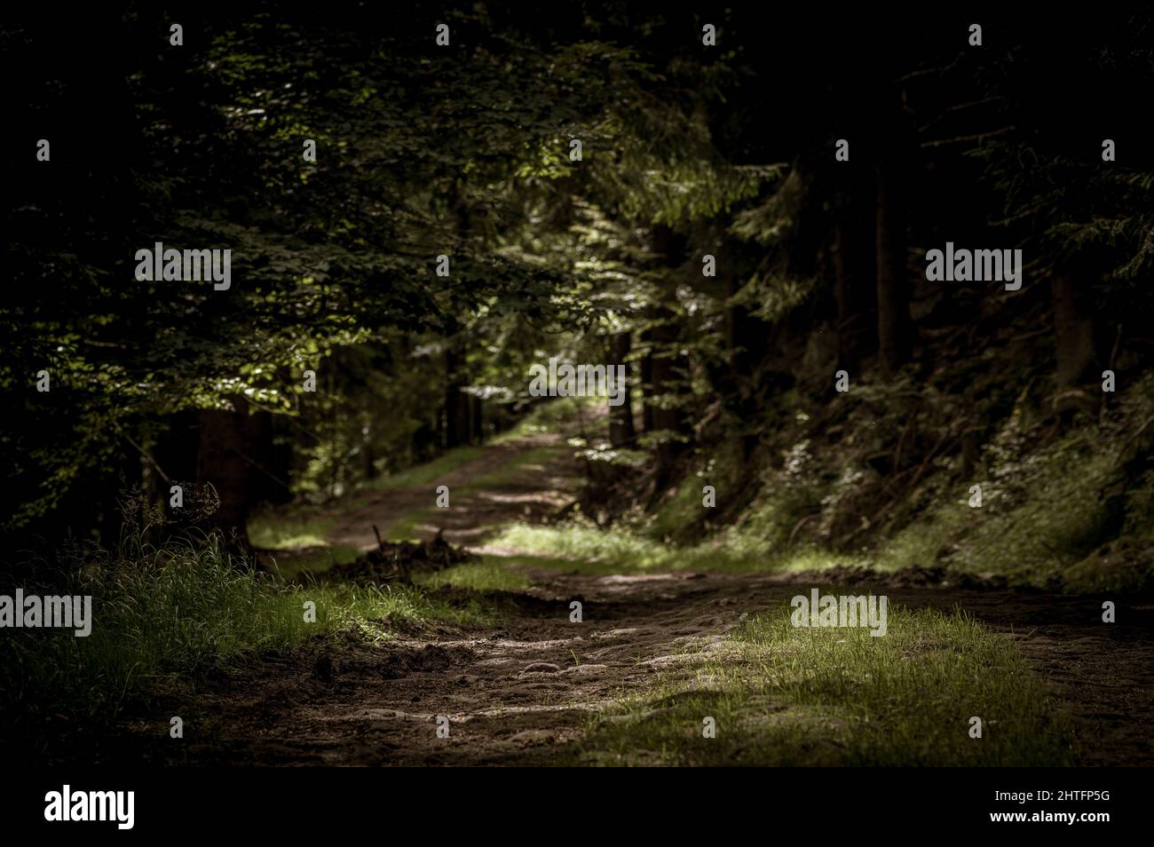 path in the green dark forest Stock Photo - Alamy