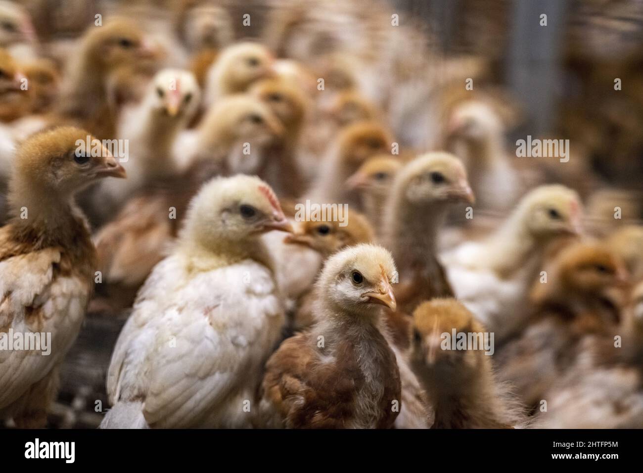 Group of fluffy chicks bred on the farm Stock Photo - Alamy