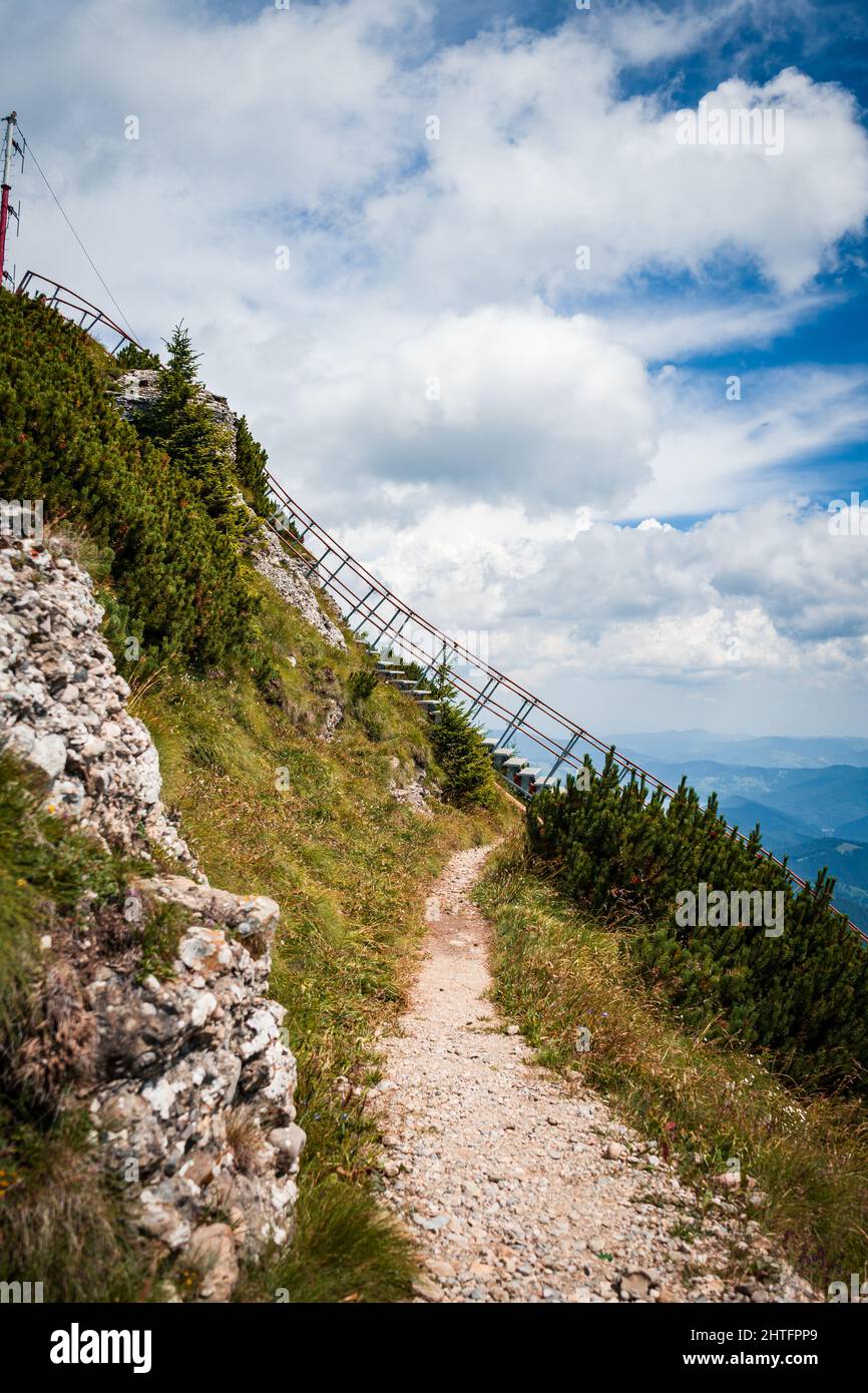 Vertical shot of a boardwalk surrounded by greenery in Ceahlau National ...