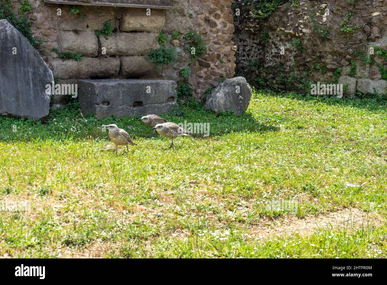 Birds in rome hi-res stock photography and images - Alamy