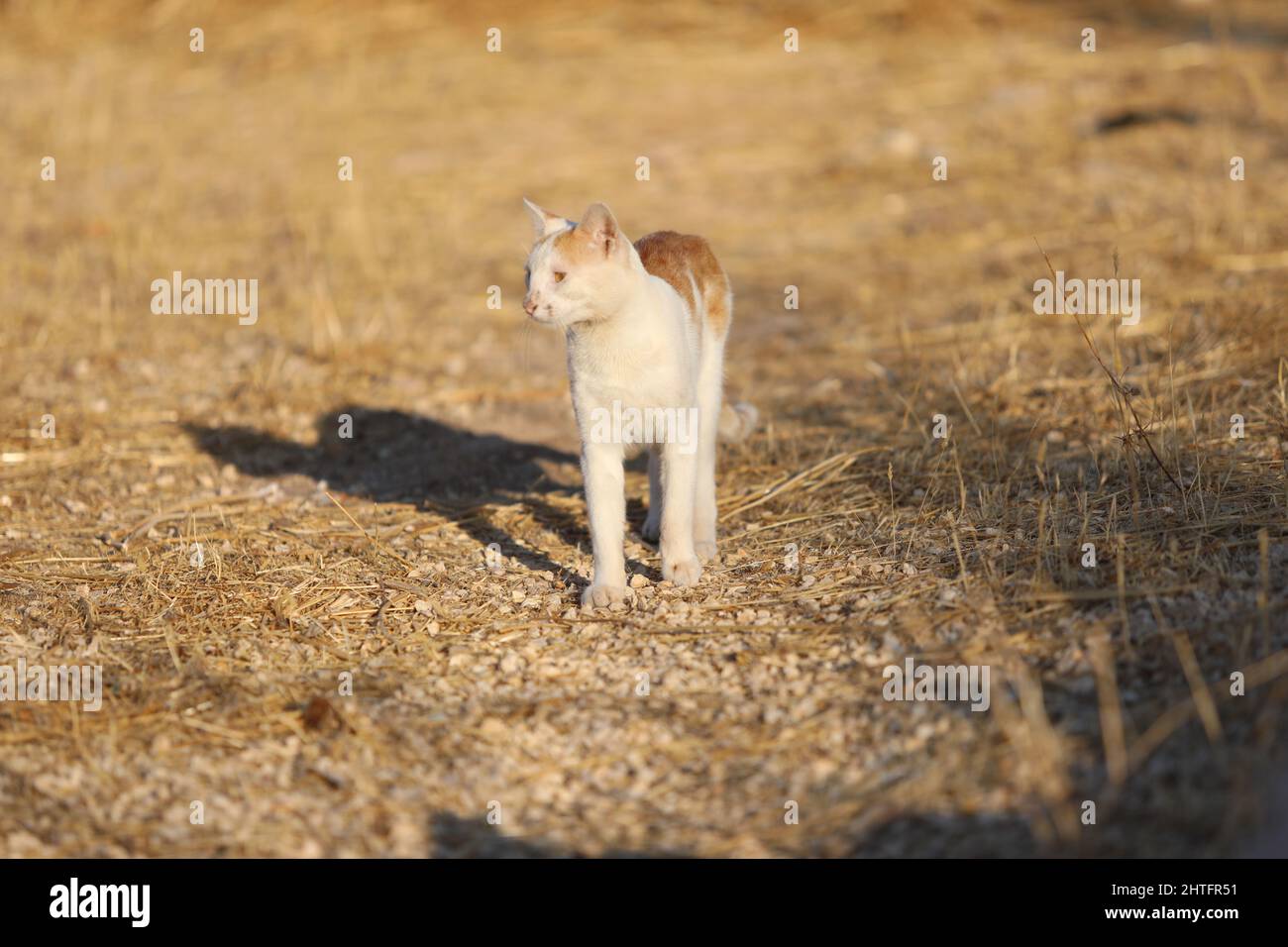 Cat - lovely kitty within a beautiful summer scenery Stock Photo - Alamy
