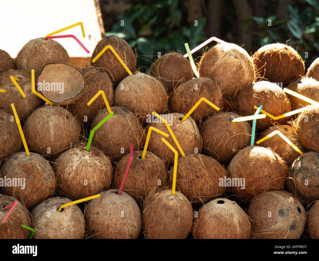 Organic natural whole coconut fruit with pipette, on the market stall ...