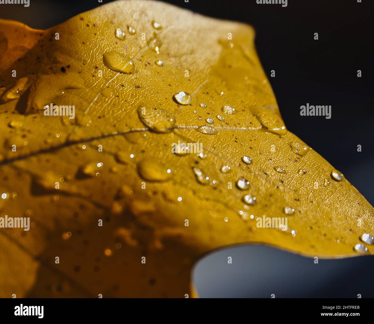 Closeup of a yellow leave soaked in raindrops on a dark background ...