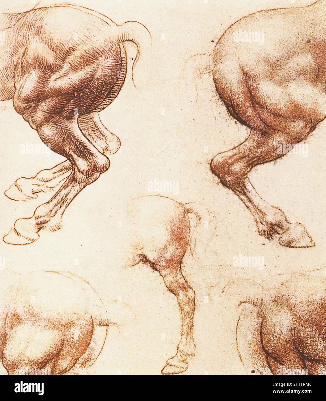 Leonardo Da Vinci - Study Horses 1504 Stock Photo - Alamy