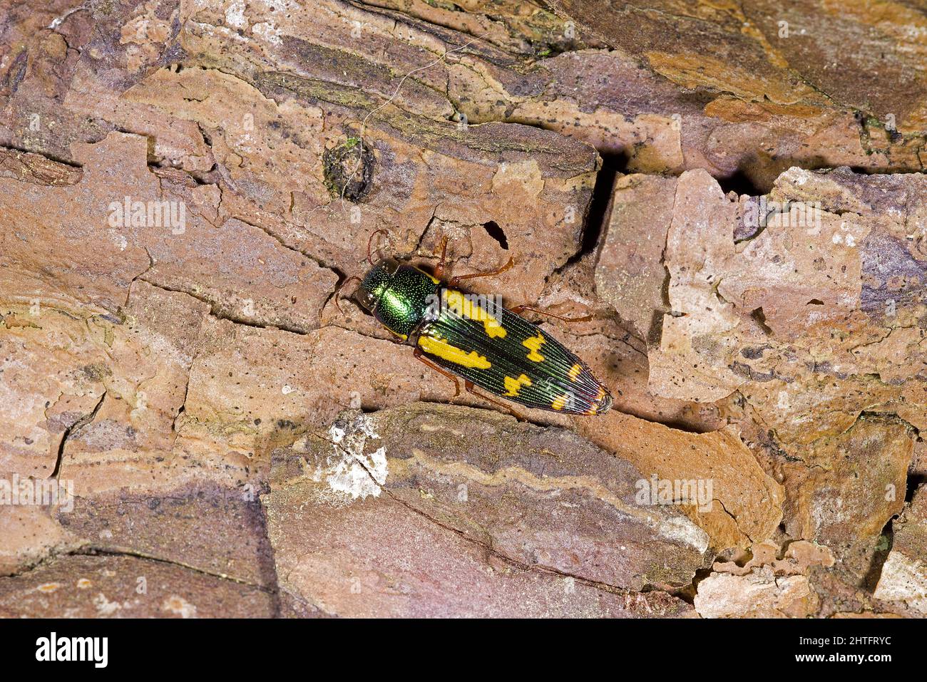 Buprestis rufipes hi-res stock photography and images - Alamy