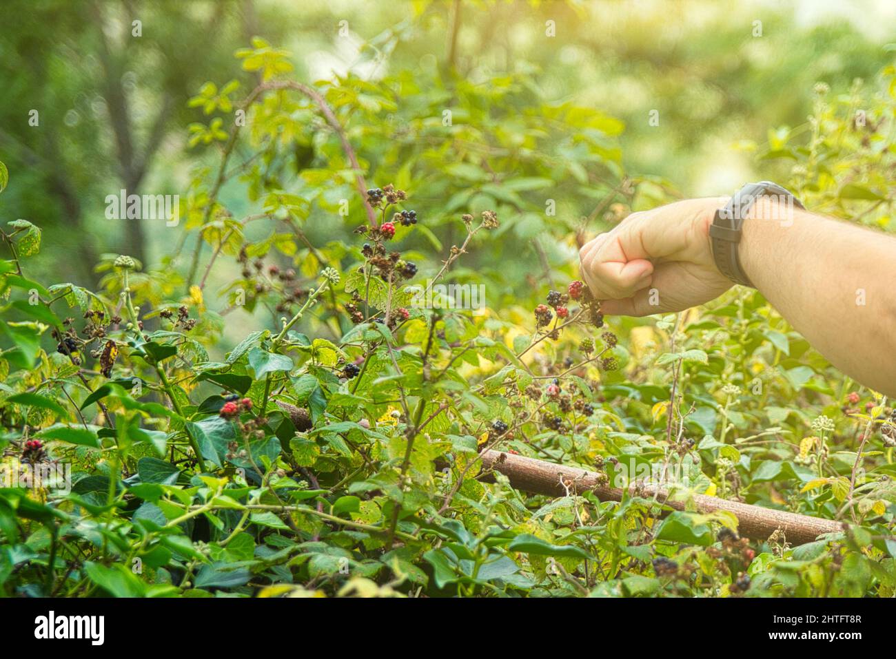 Closeup shot hand picking hi-res stock photography and images - Alamy