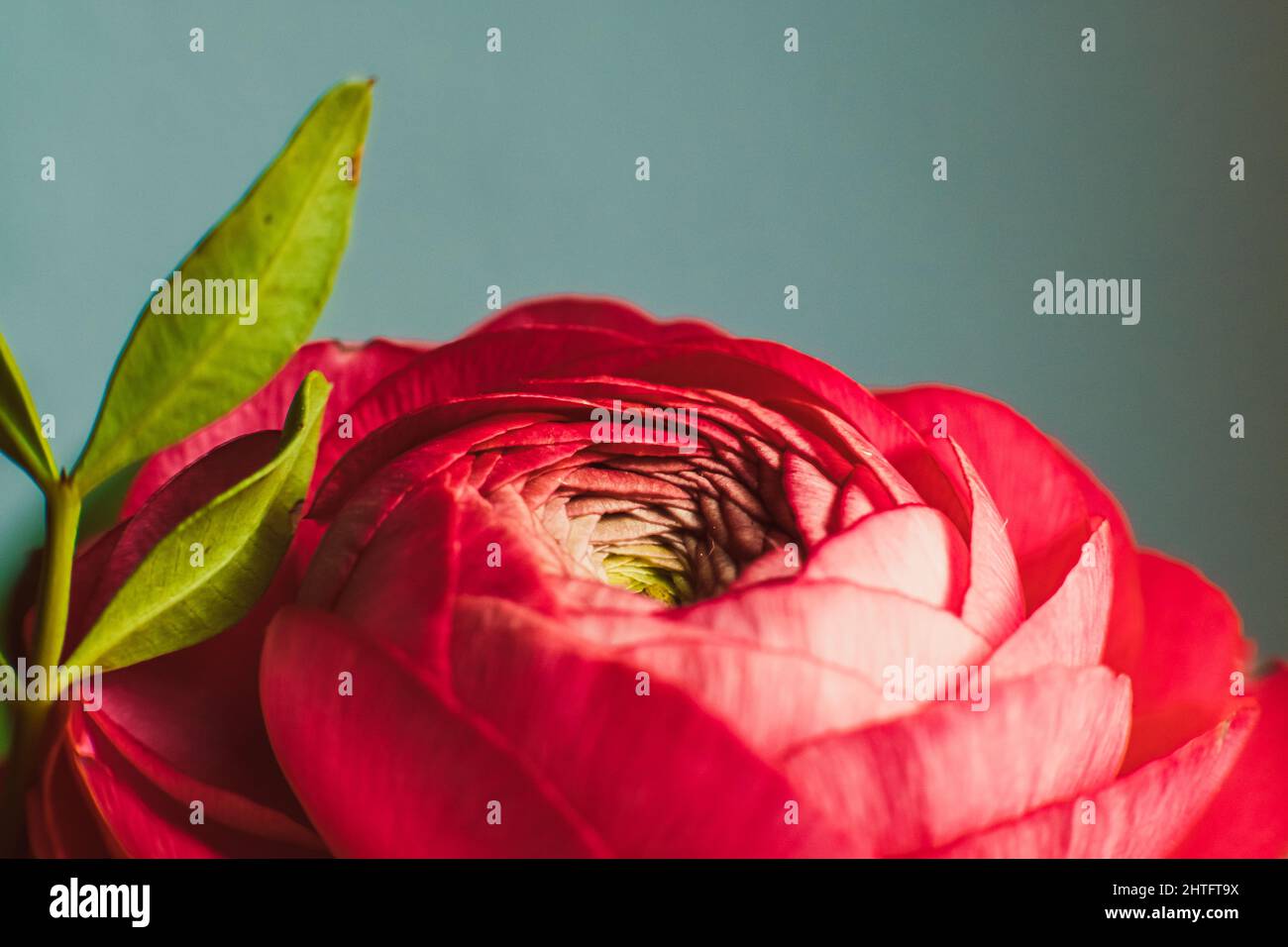 Red rose flowers rosa damascena hi-res stock photography and images - Alamy