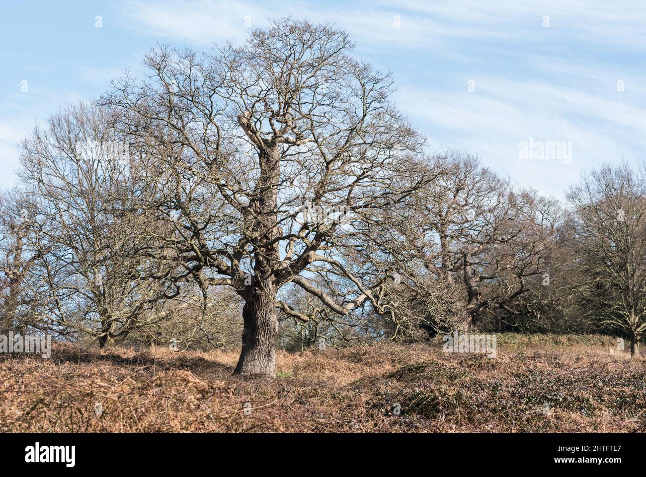 Oak tree in winter Stock Photo - Alamy
