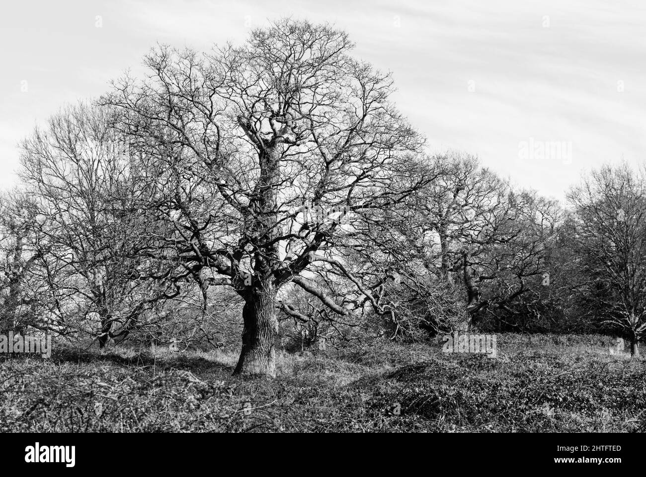 Oak tree in park Black and White Stock Photos & Images - Alamy