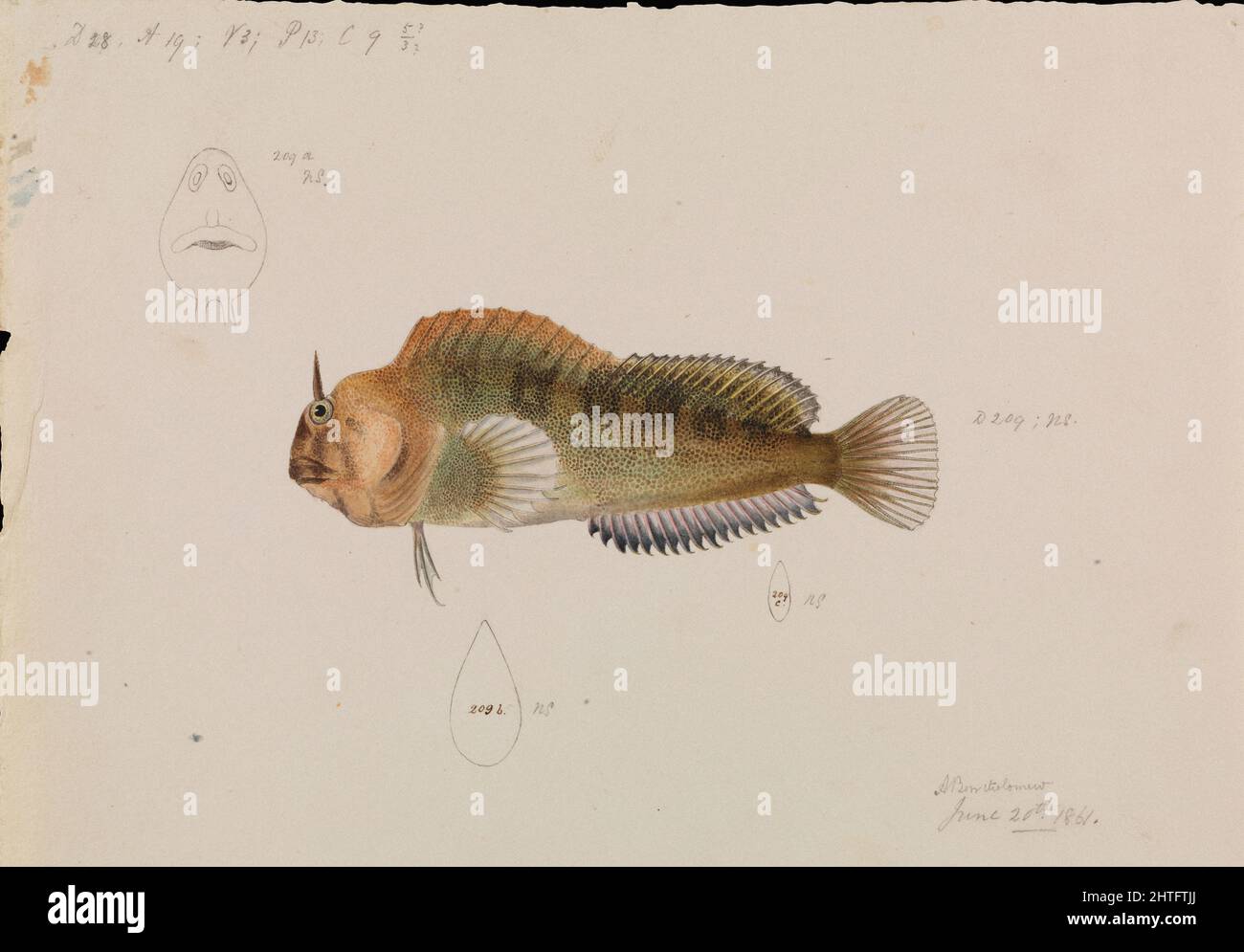 Arthur Bartholomew - Tasmanian Blenny, Parablennius tasmanianus Stock ...