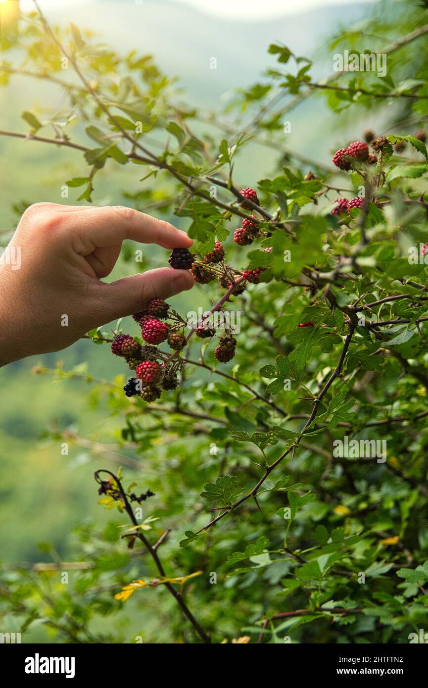 Closeup shot hand picking hi-res stock photography and images - Alamy