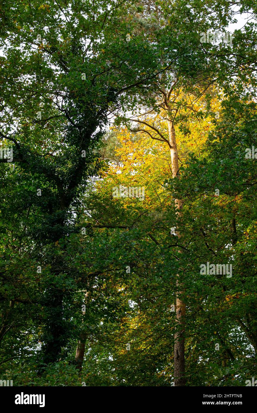 Vertical shot of trees with green and yellow leaves under a bright ...