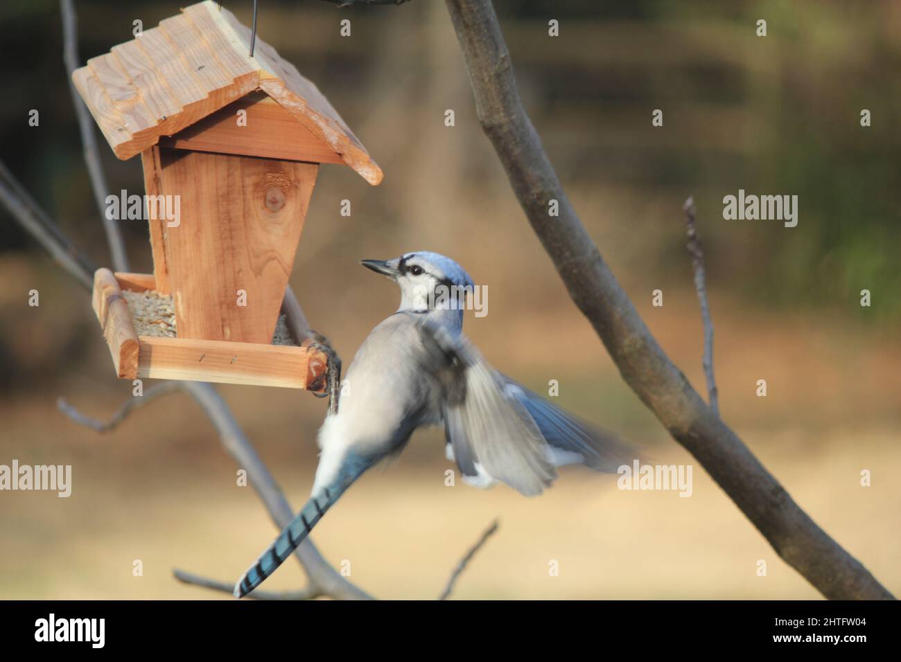 Gray jay nest hi-res stock photography and images - Alamy