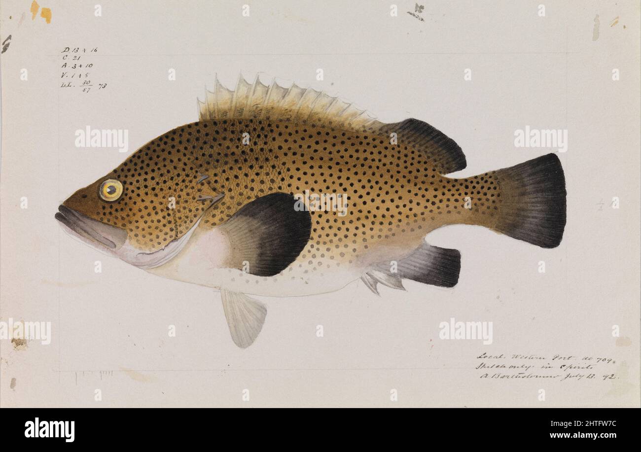 Arthur Bartholomew - Eastern Wirra, Acanthistius ocellatus Stock Photo ...