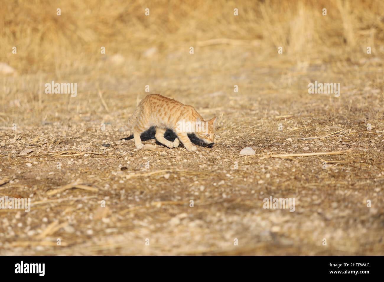 Cat - lovely kitty within a beautiful summer scenery Stock Photo - Alamy