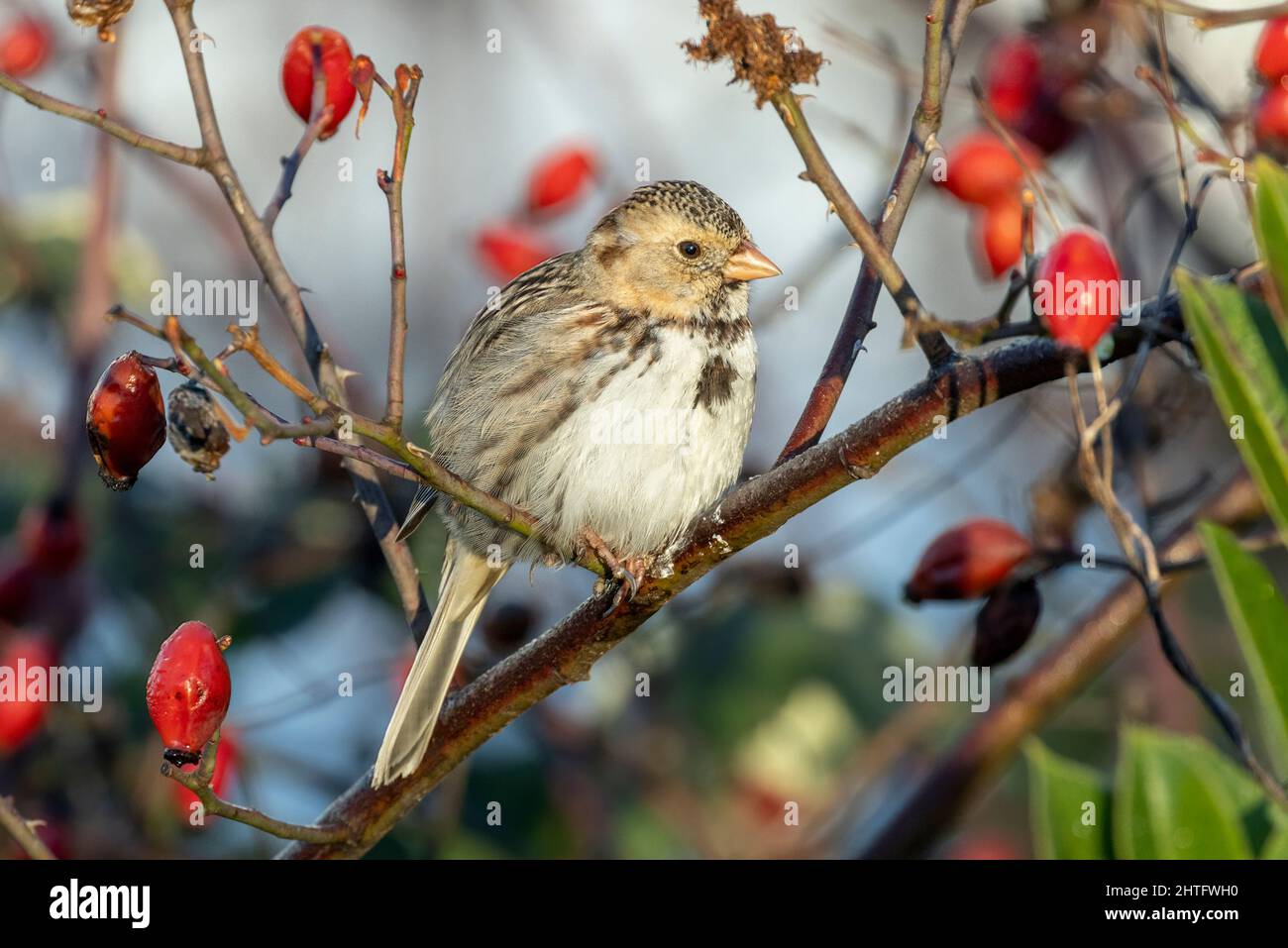 Harris's Sparrow bird at Vancouver BC Canada Stock Photo - Alamy