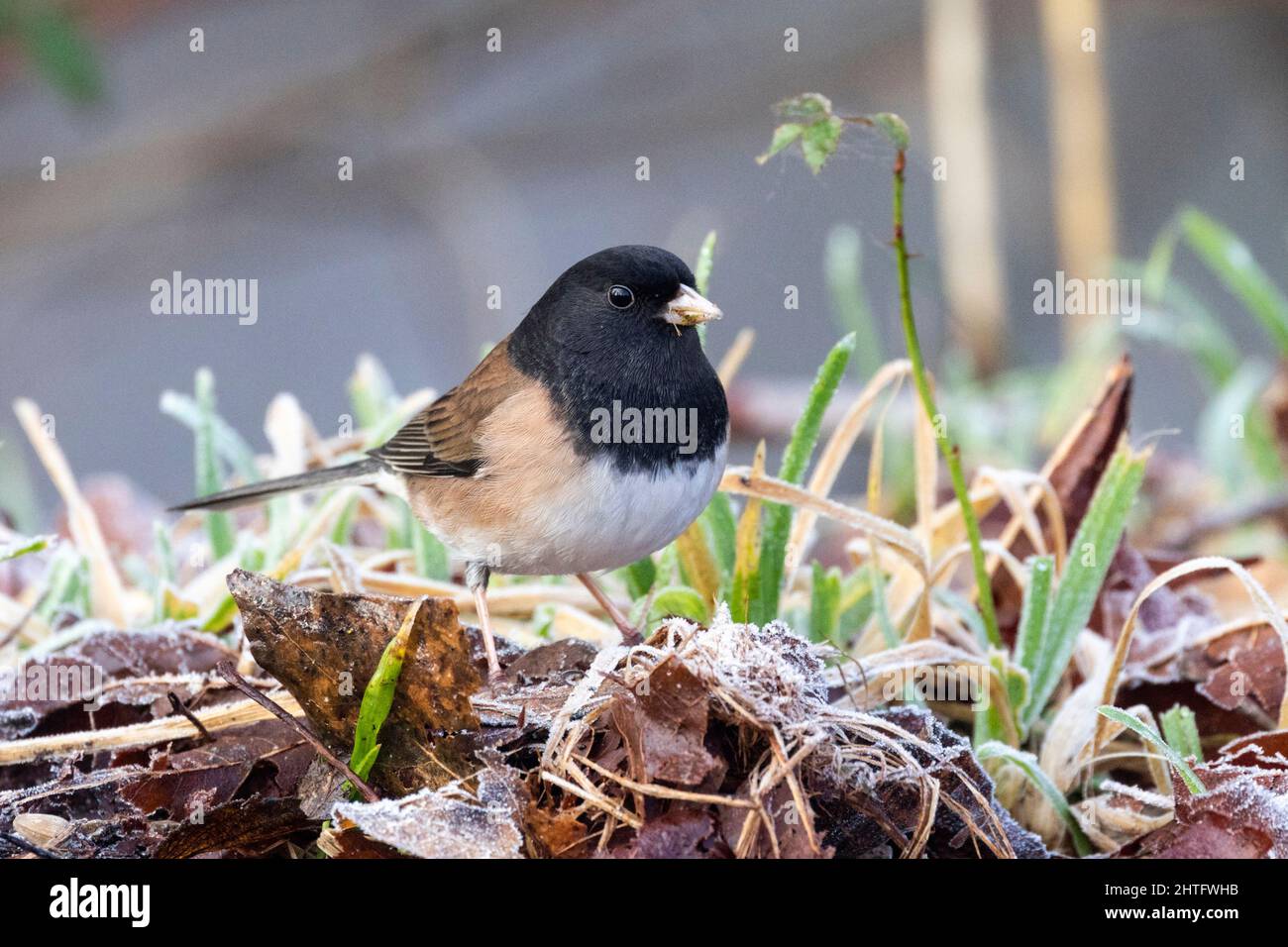 Dark-eyed junco bird at Vancouver BC Canada Stock Photo - Alamy