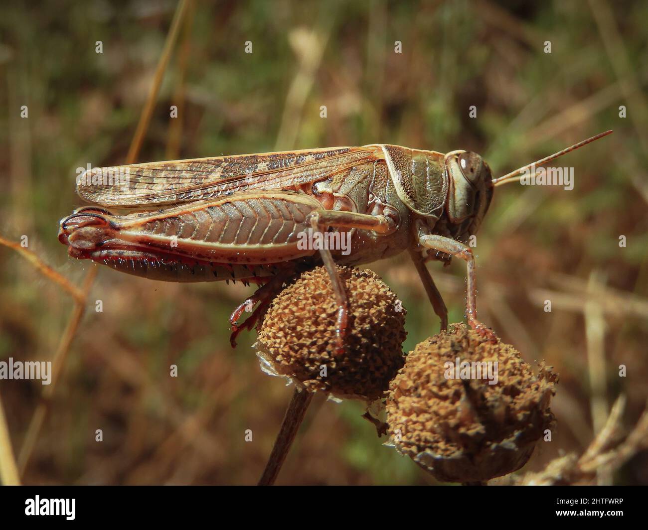 Selective focus closeup shot of a grasshopper on top of a withered ...