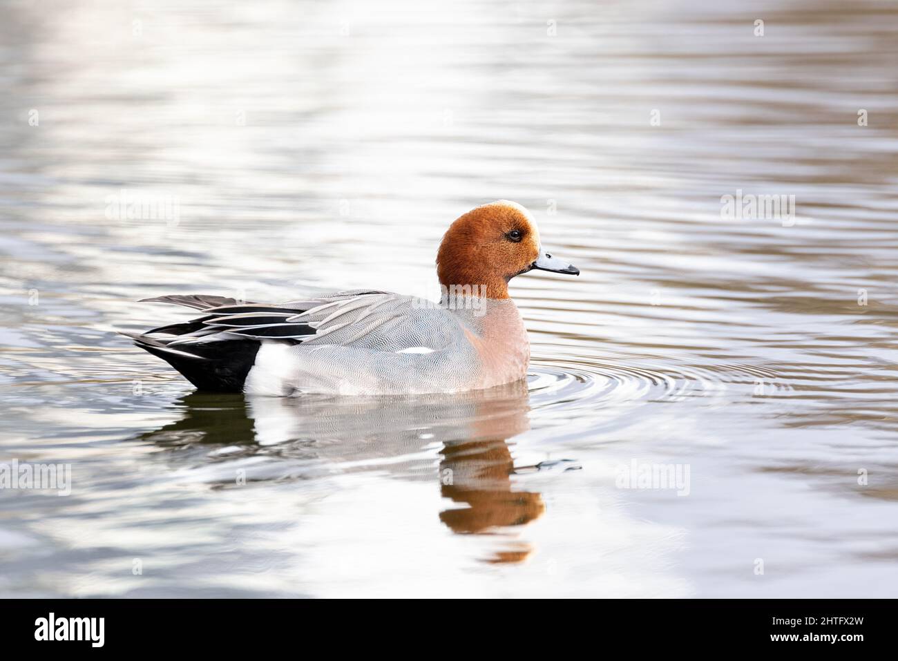 Wigeon duck hi-res stock photography and images - Alamy