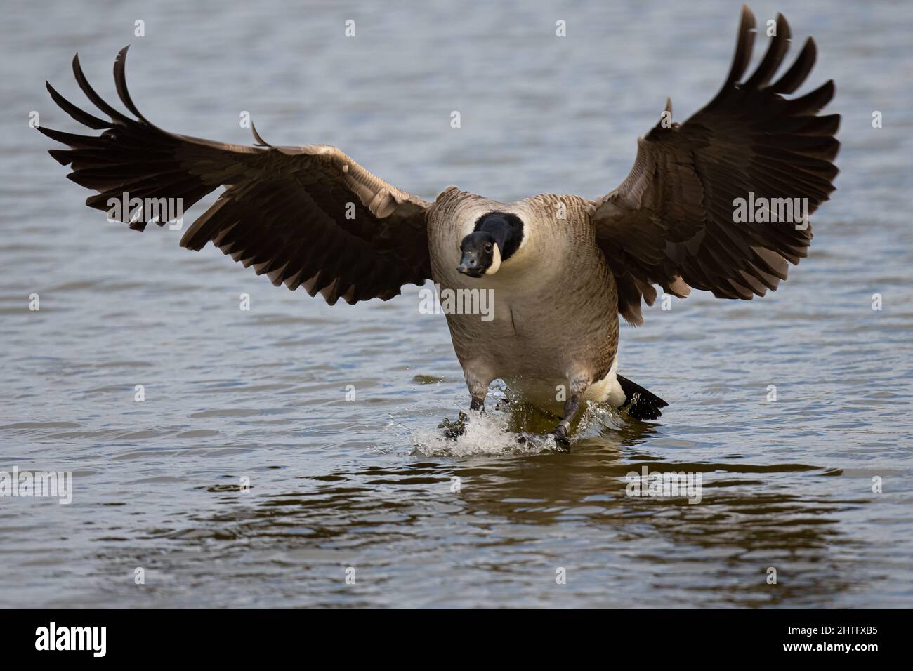 Canada geese landing on water hi-res stock photography and images - Alamy