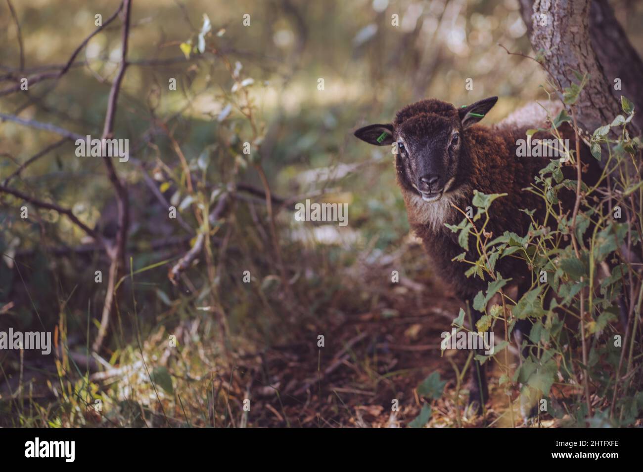 Adorable Romanov sheep standing next to a tree Stock Photo - Alamy