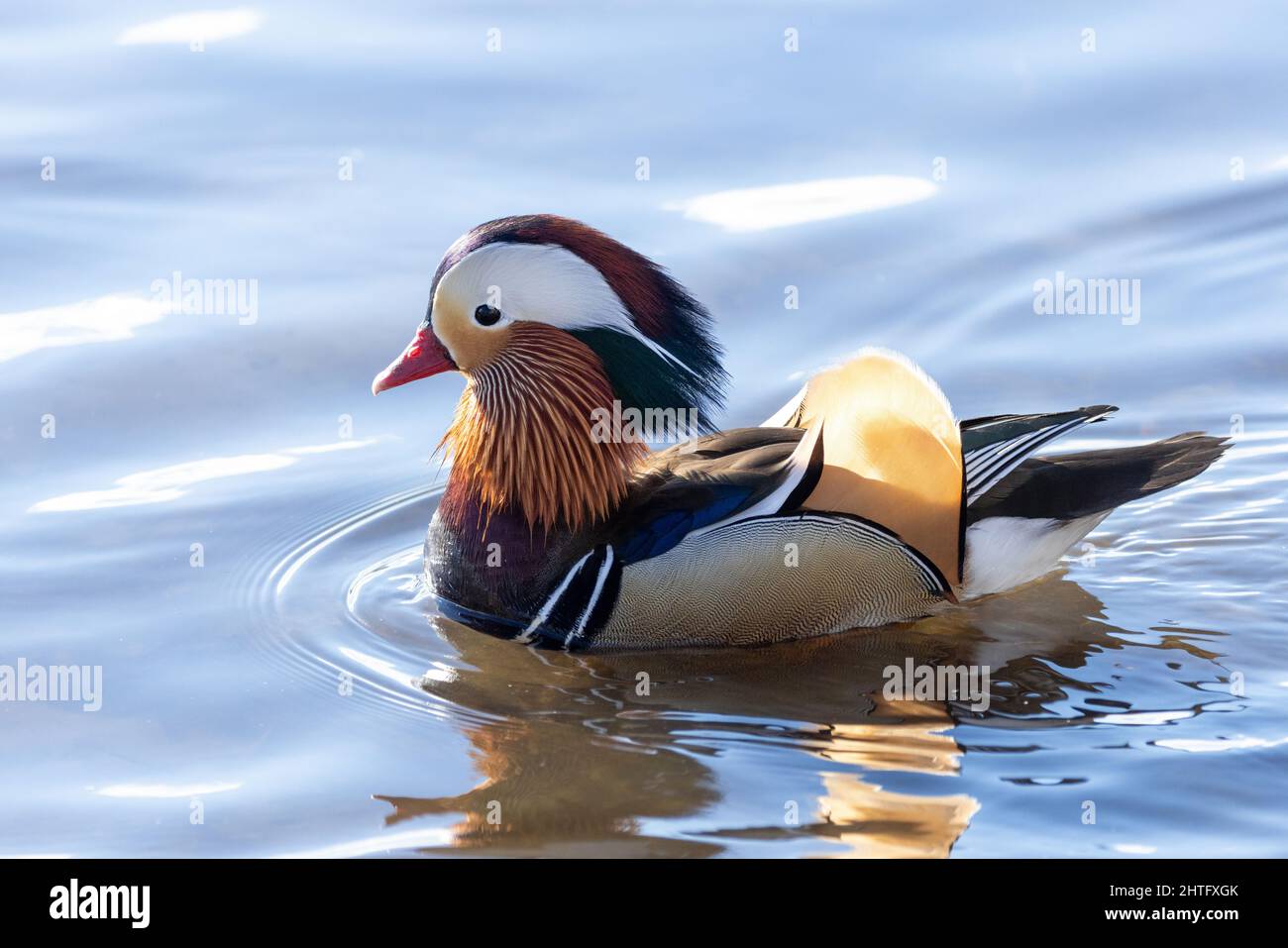 Vancouver duck hi-res stock photography and images - Alamy
