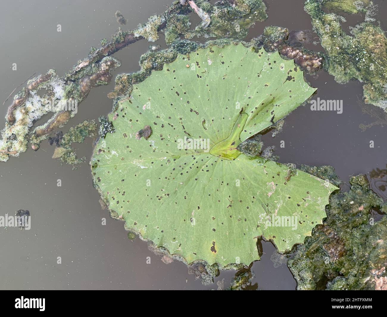 Green lotus leaf on water surface Stock Photo - Alamy