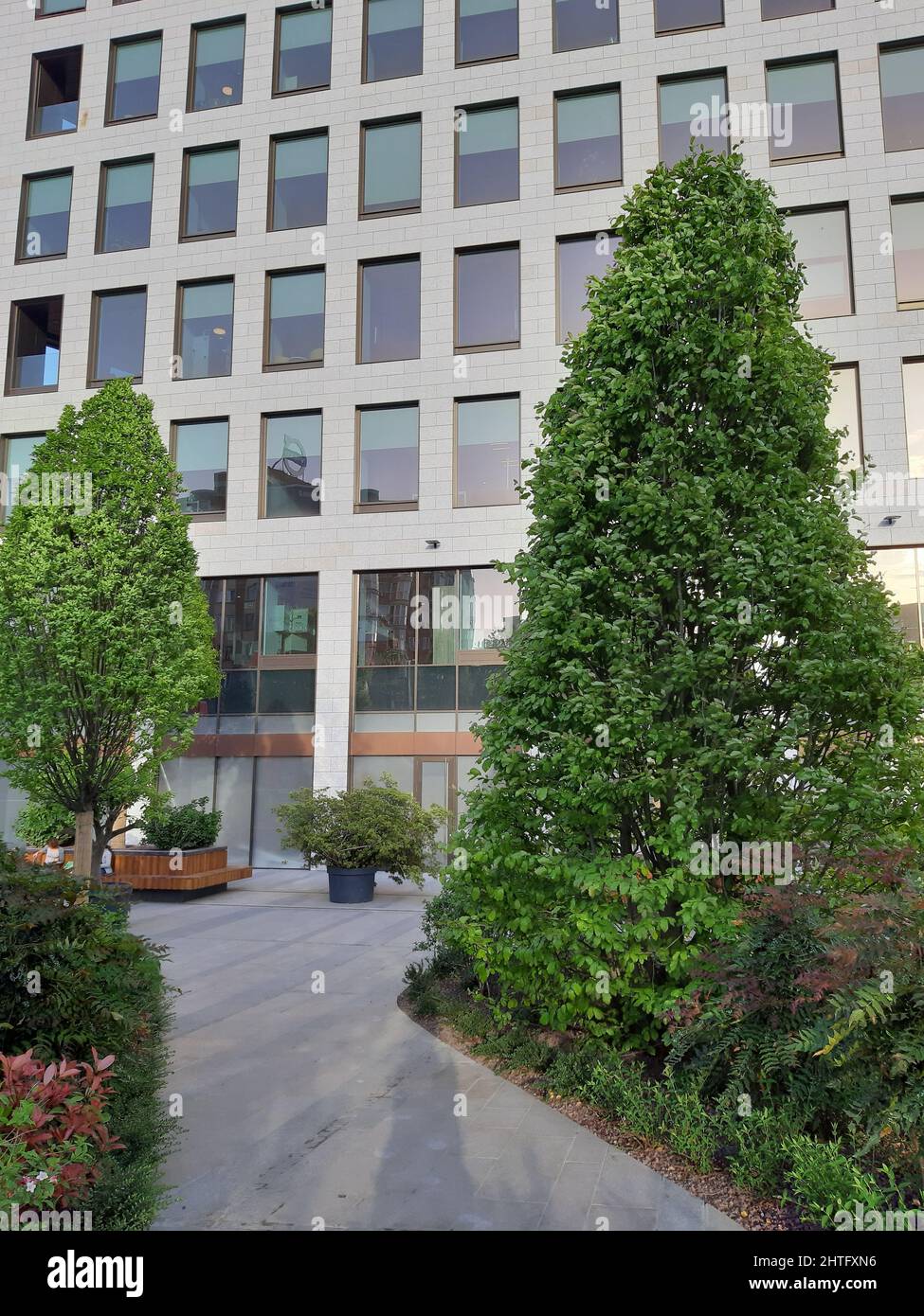 Vertical shot of a trimmed tree with a modern glass window building ...