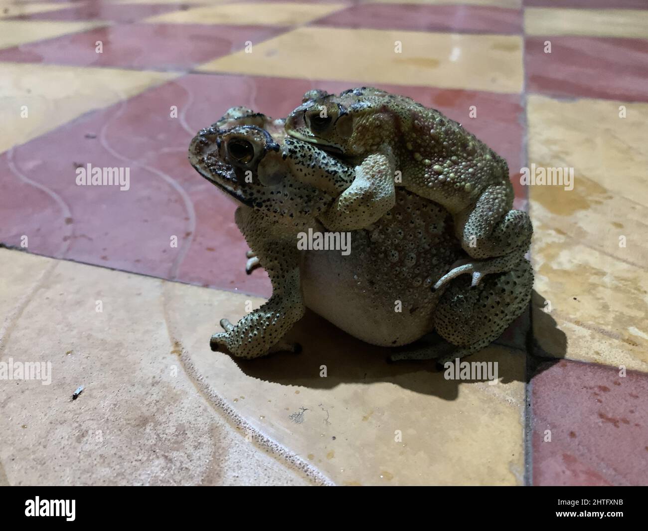 Two toads sitting on top of each other Stock Photo - Alamy