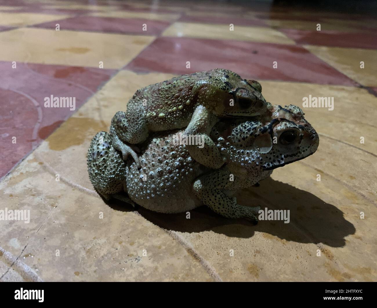 Floor two toads hi-res stock photography and images - Alamy