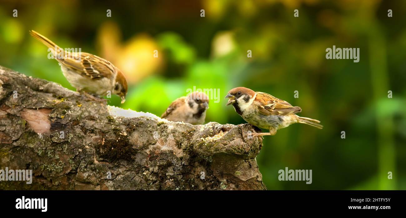 portrait photo of beautiful sparrow, ornithology Stock Photo - Alamy