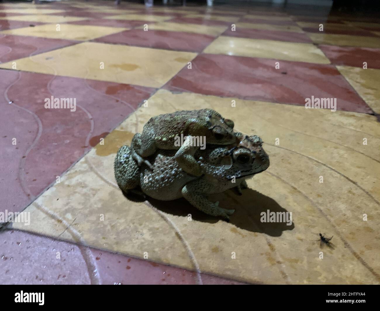 Floor two toads hi-res stock photography and images - Alamy